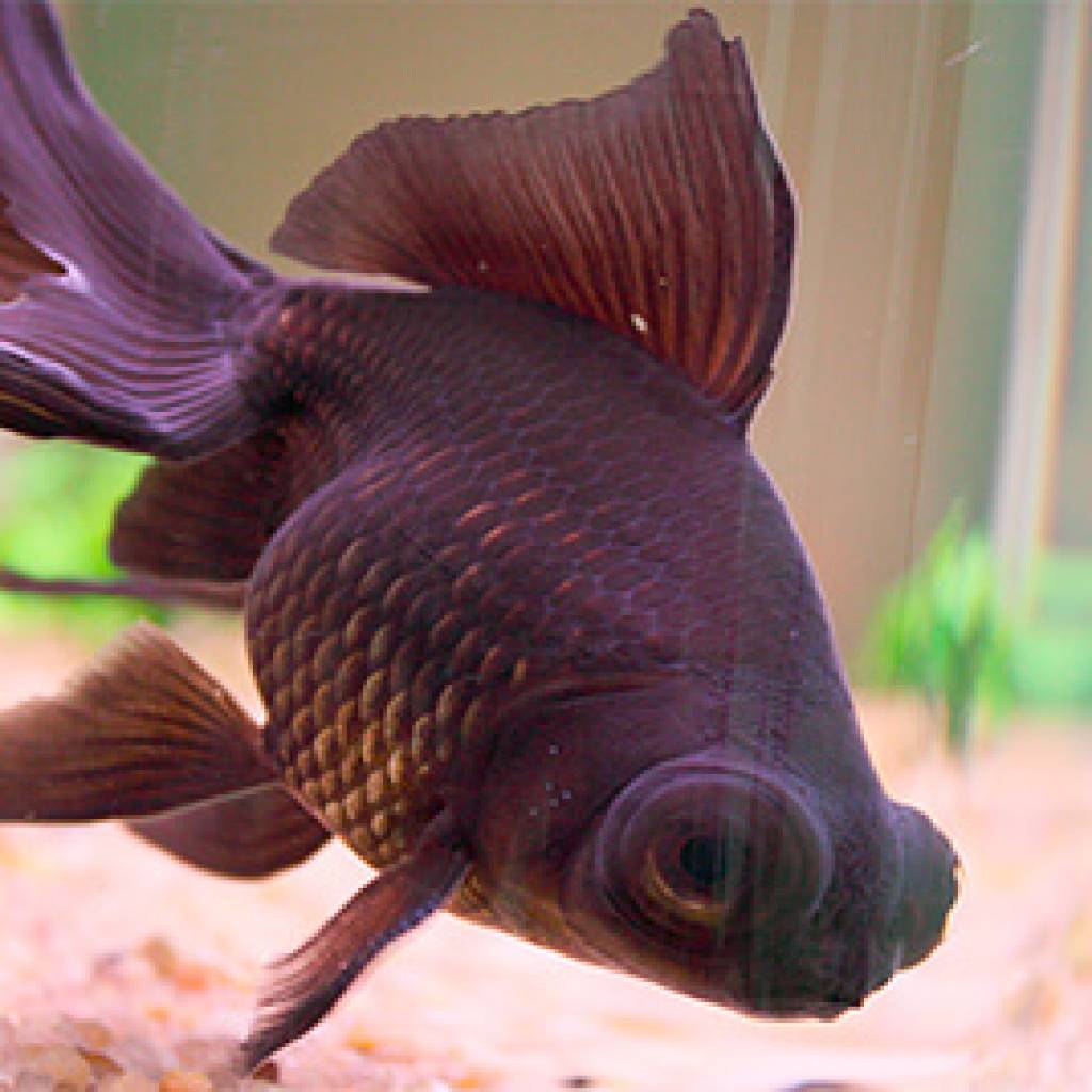 kinguio-telescopio-demekin | Aquaristz