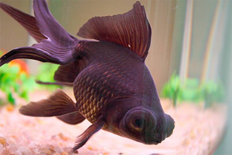 Kinguio: O Guia Completo | Aquaristz